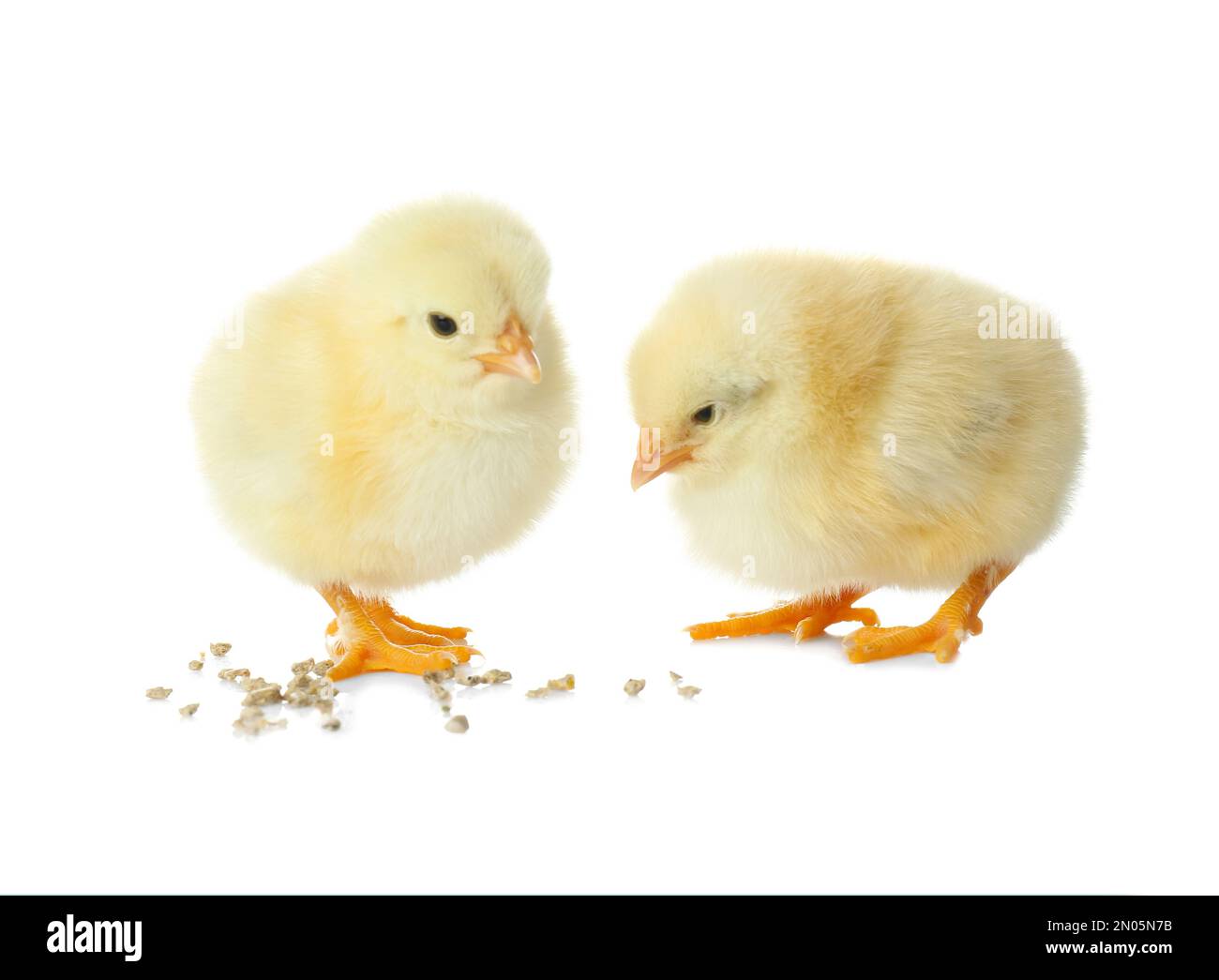 Cute fluffy baby chickens with millet groats on white background. Farm animals Stock Photo - Alamy