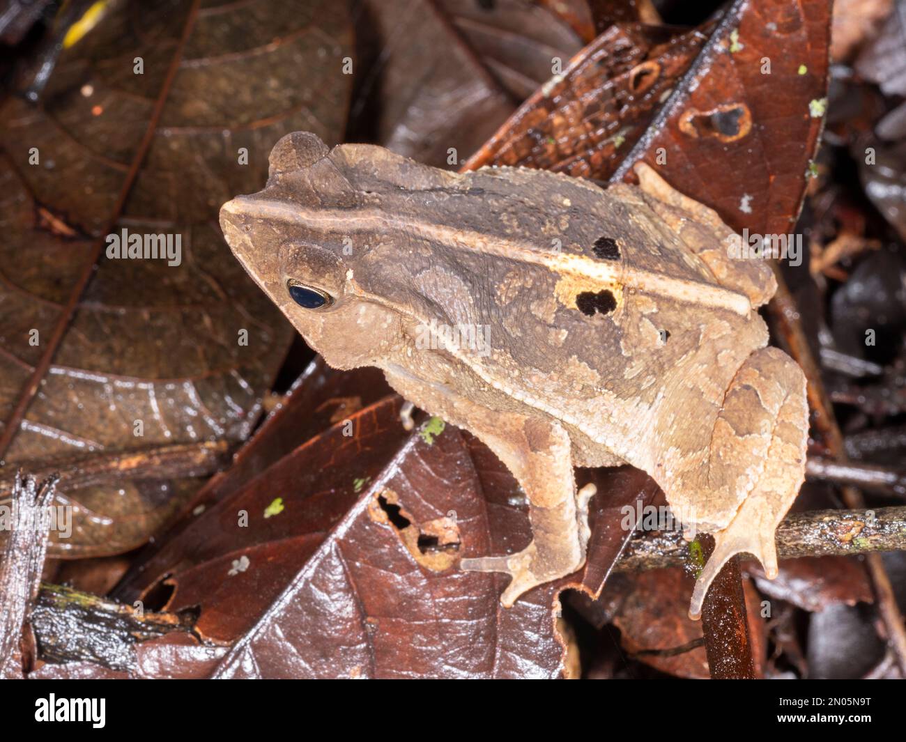 Crested Forest Toad (Rhinella margaritifer), sitting on the rainforest ...