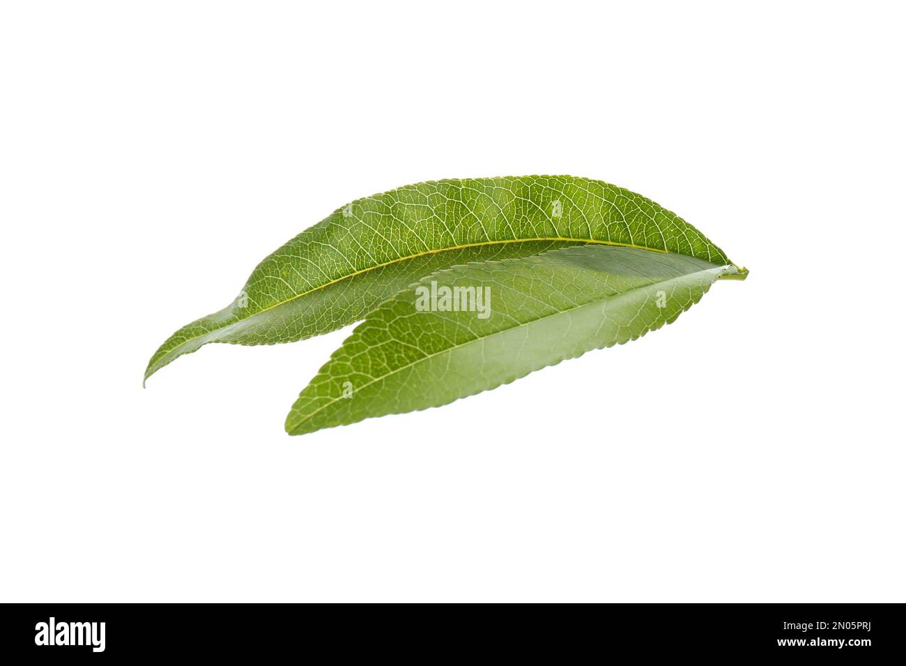 Fresh green peach leaves isolated on white Stock Photo - Alamy