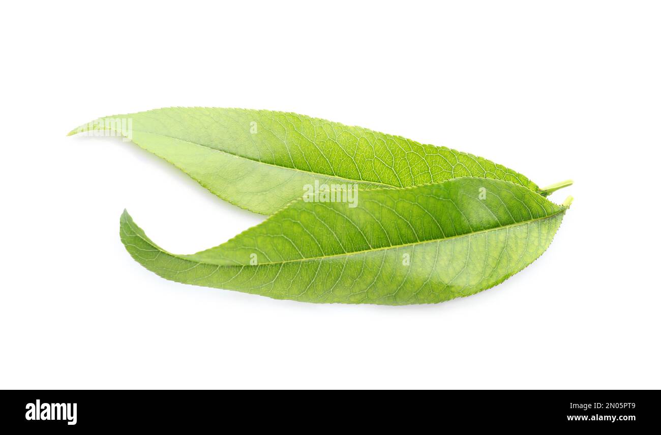 Fresh green peach leaves isolated on white Stock Photo - Alamy
