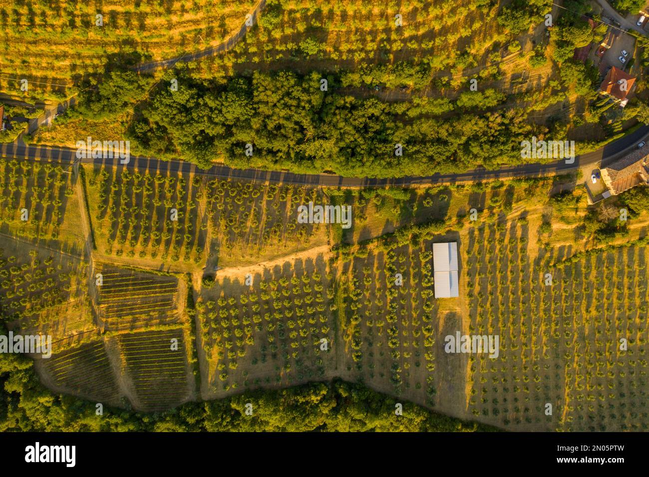 Drone photography of italian rural scene and olive tree farm fields ...
