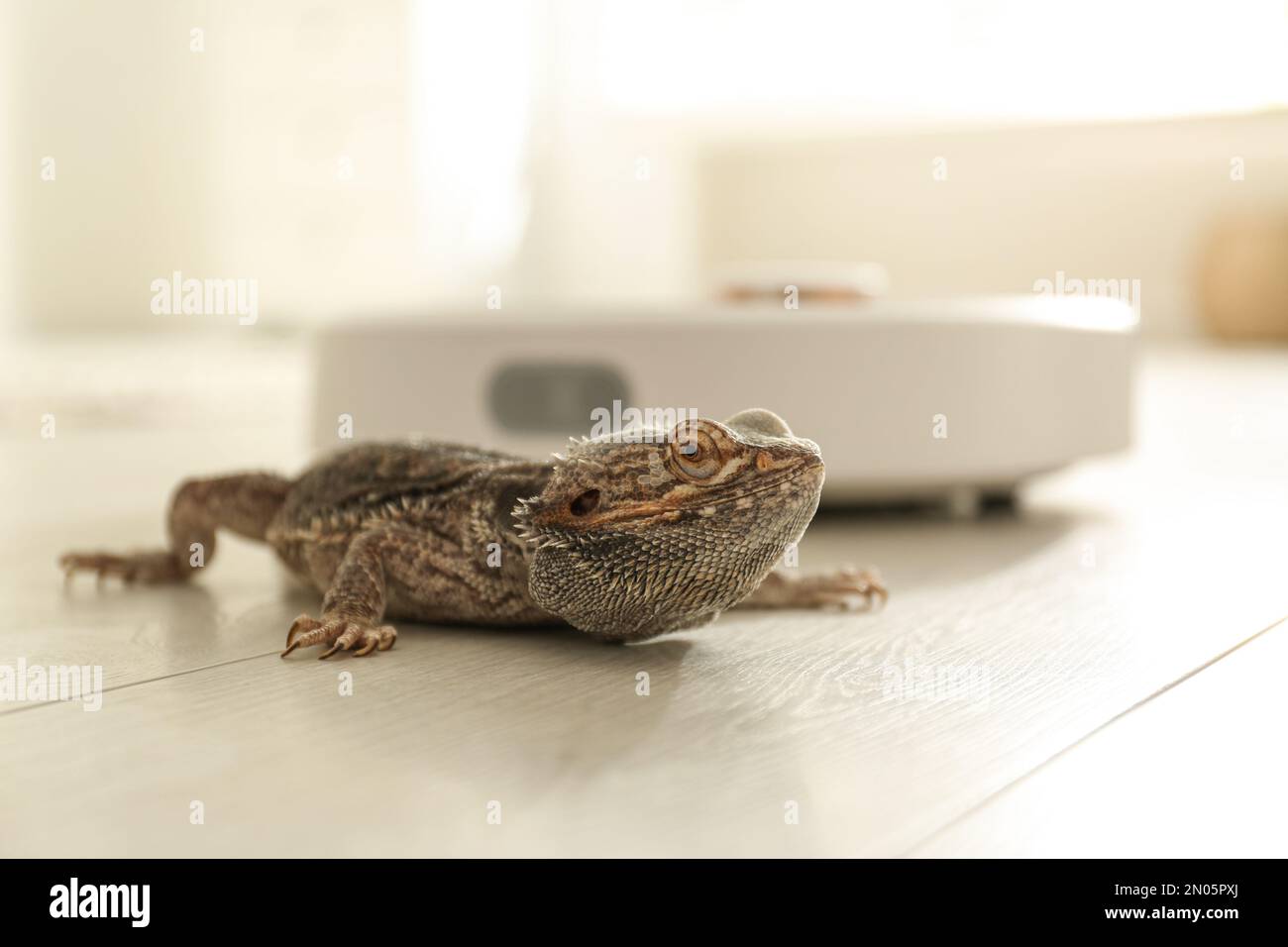 Robotic vacuum cleaner and bearded dragon lizard indoors Stock Photo ...