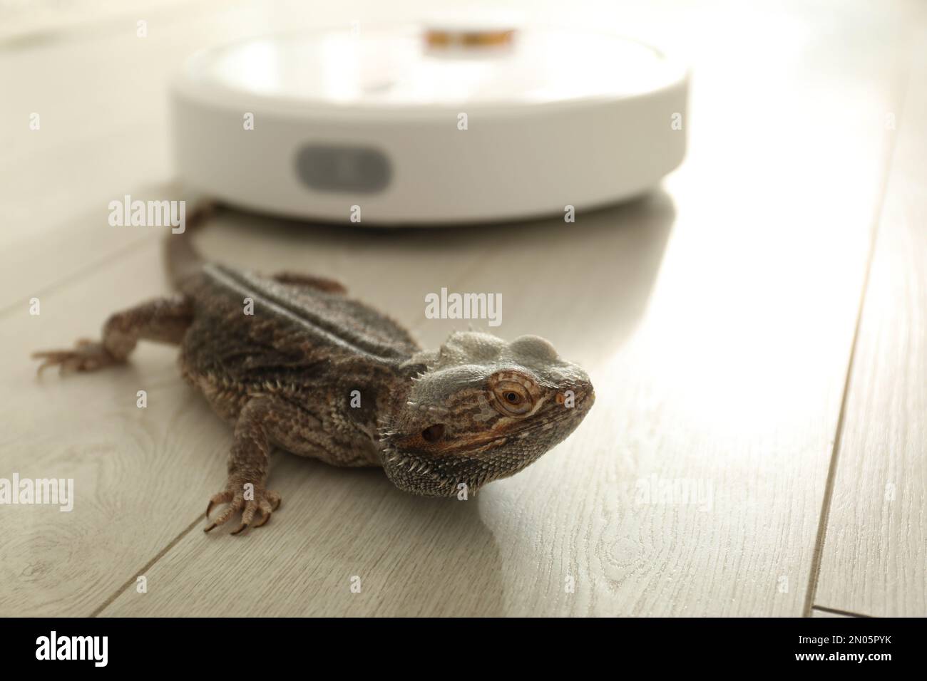 Robotic vacuum cleaner and bearded dragon lizard indoors Stock Photo ...