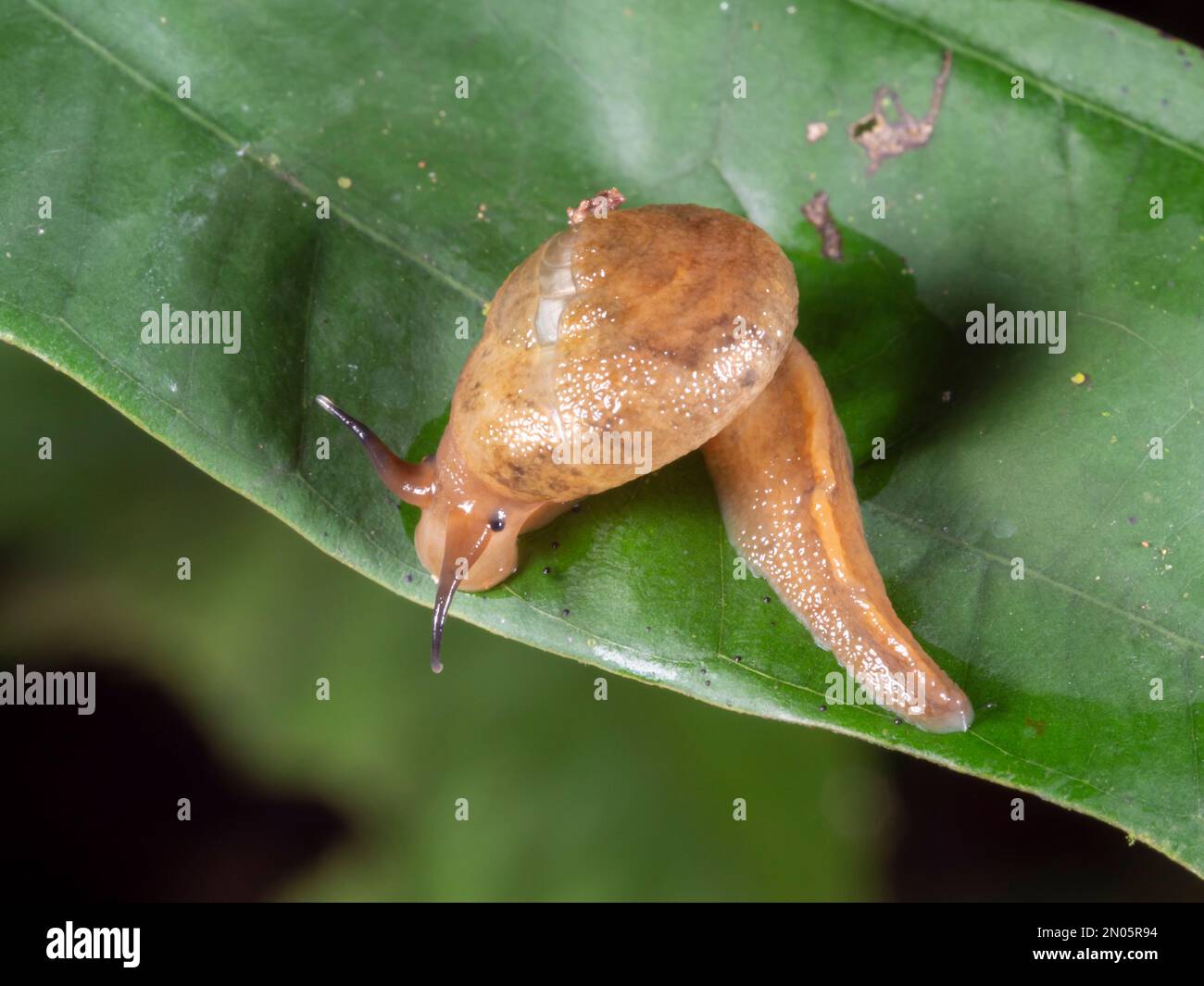 A semi-slug (Archecharax sp.) The snail's mantle covers nearly all of ...
