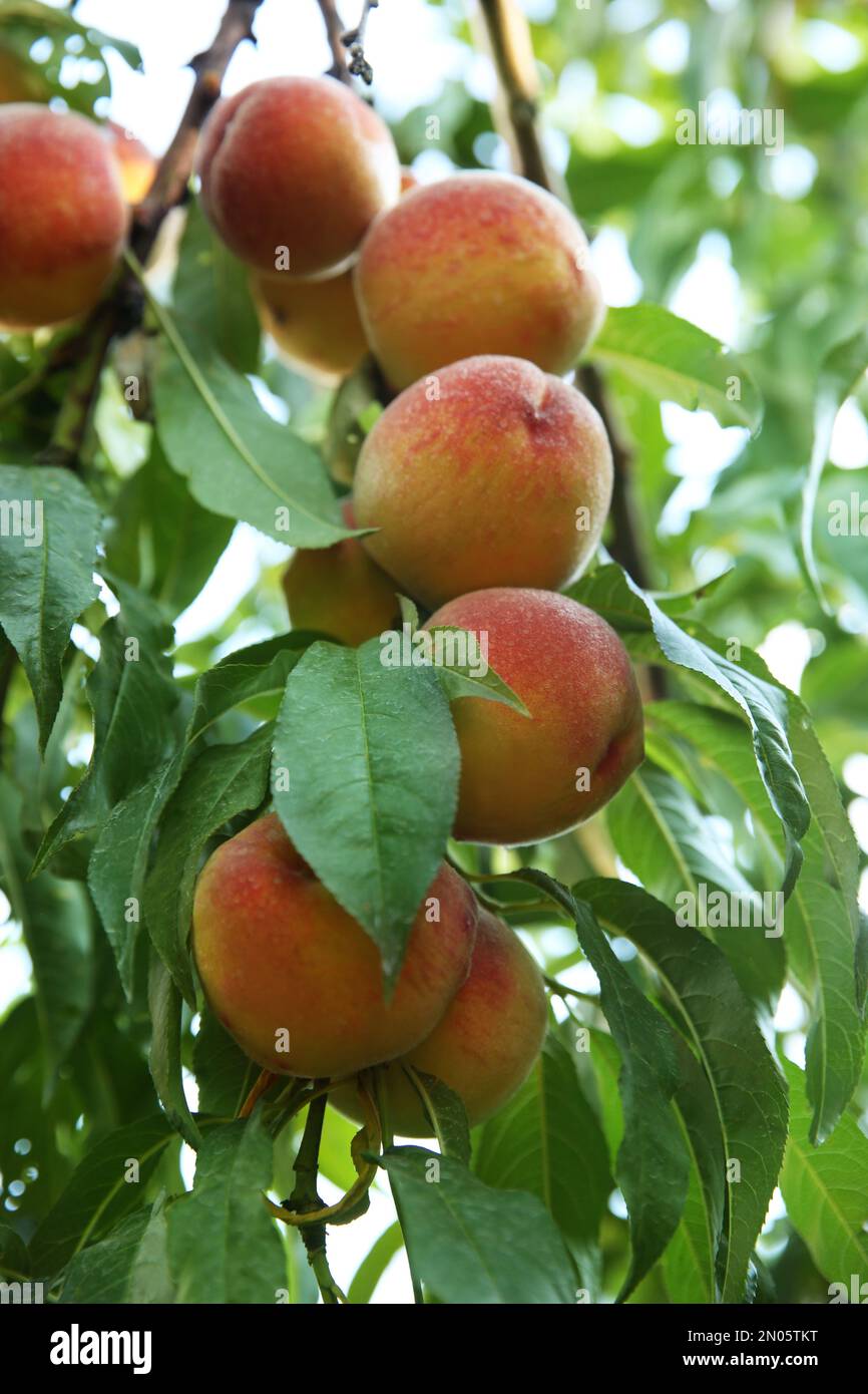 Peaches ripening on tree in hi-res stock photography and images - Alamy