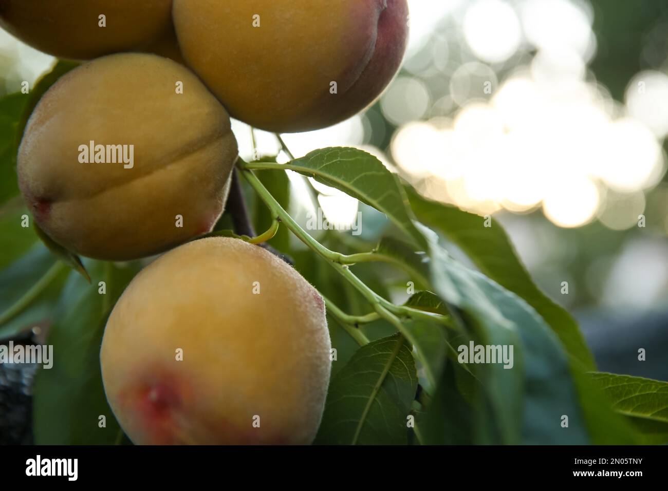 Peaches ripening on tree in hi-res stock photography and images - Alamy