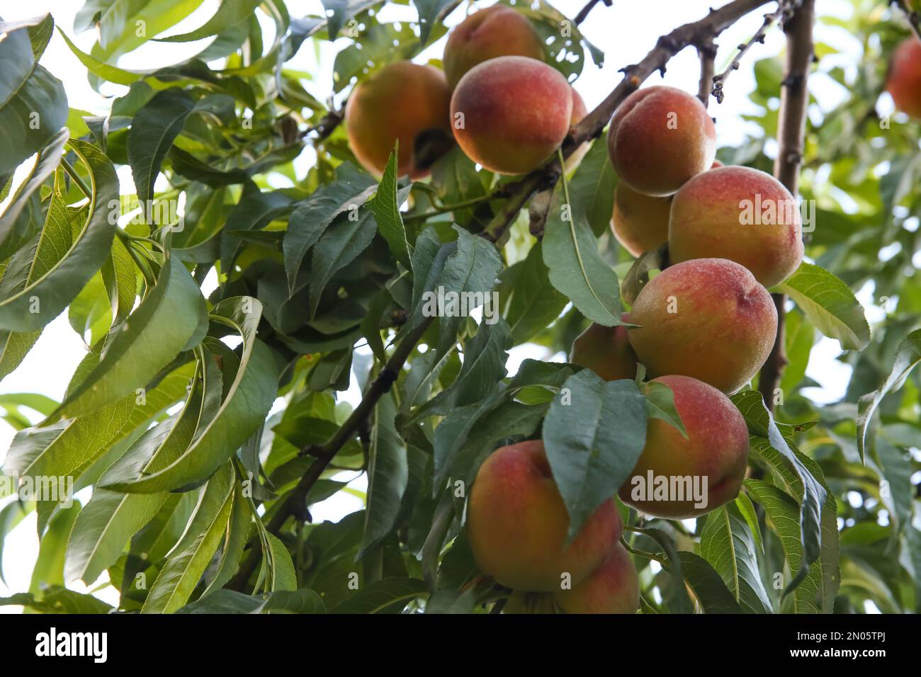 Peaches ripening on tree in hi-res stock photography and images - Alamy