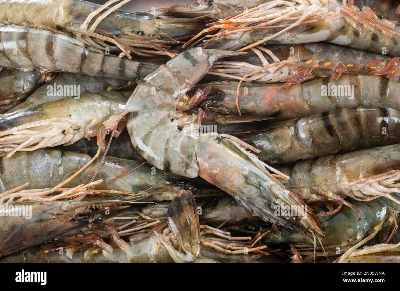 king prawn in front of white background Stock Photo - Alamy