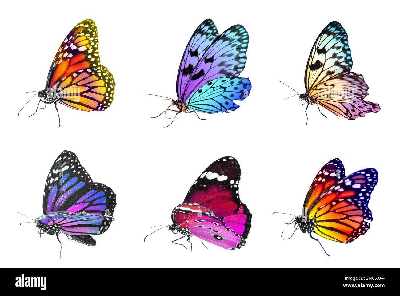 Collection of amazing bright butterflies isolated on white Stock Photo ...
