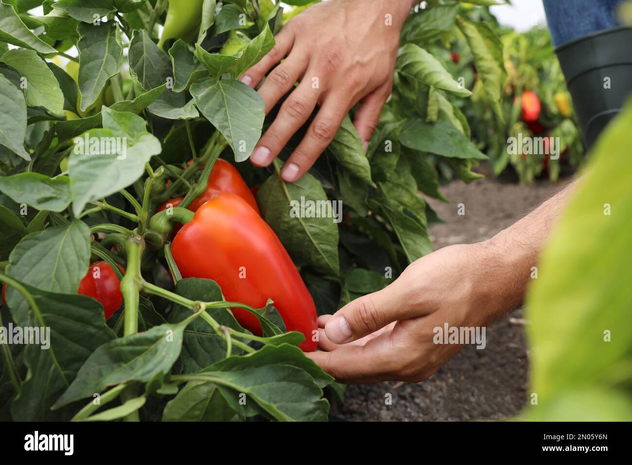 Farmer picking bell pepper from bush in field, closeup. Harvesting time ...