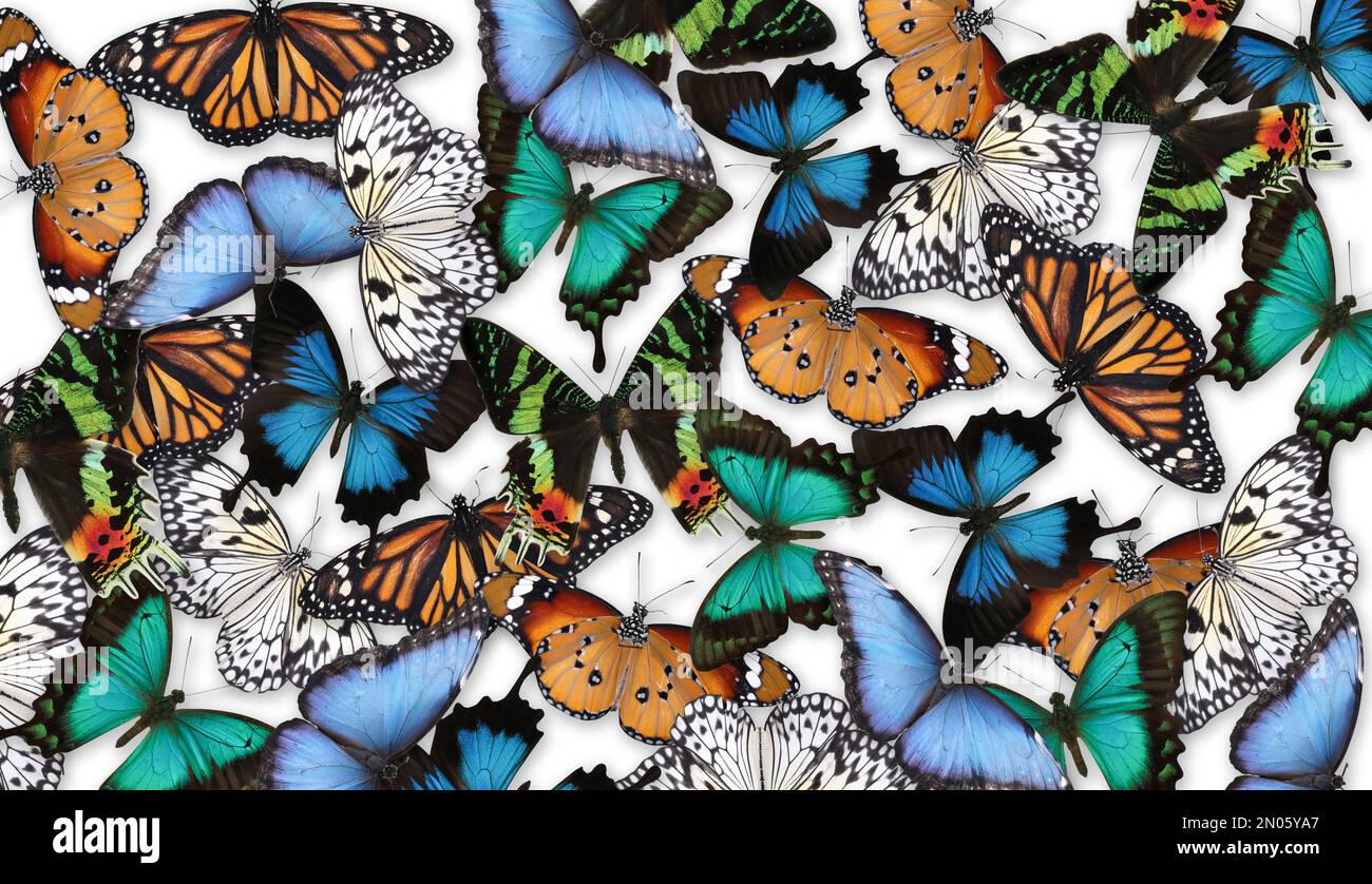 Many different bright butterflies on white background Stock Photo - Alamy