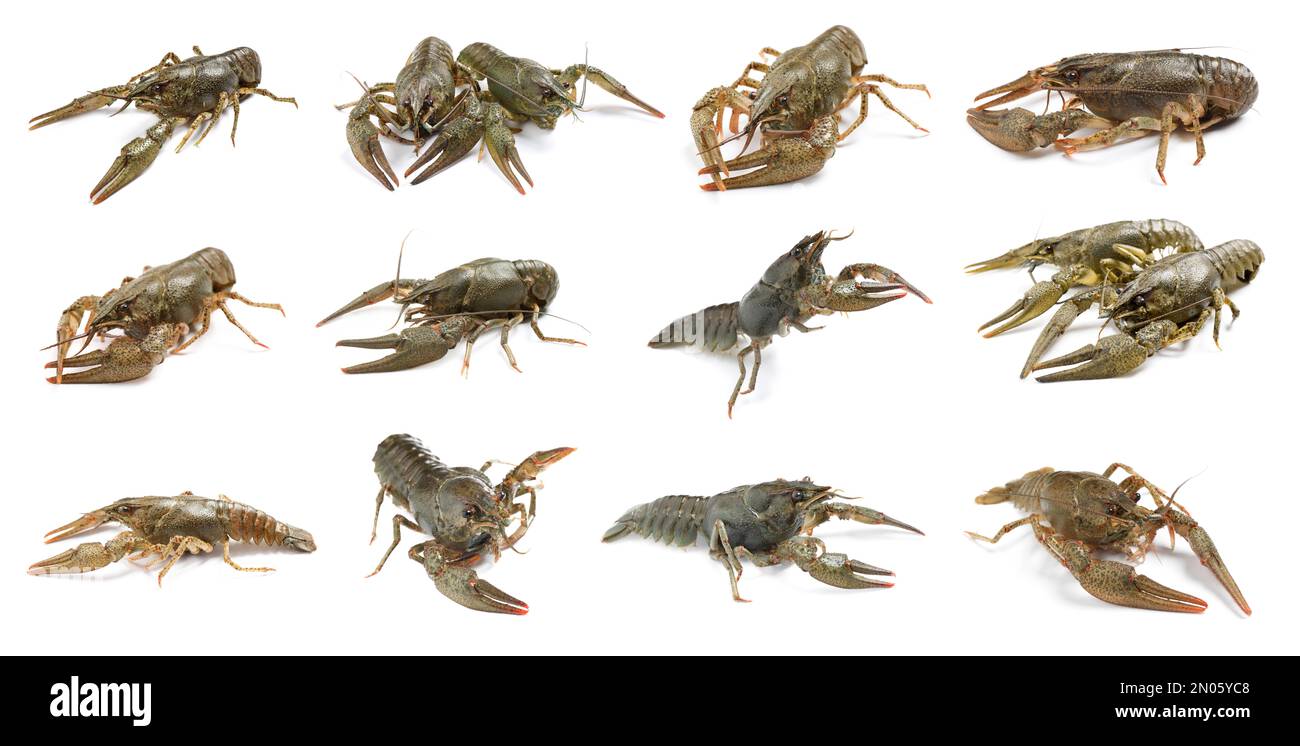 Set of fresh crayfishes on white background Stock Photo - Alamy
