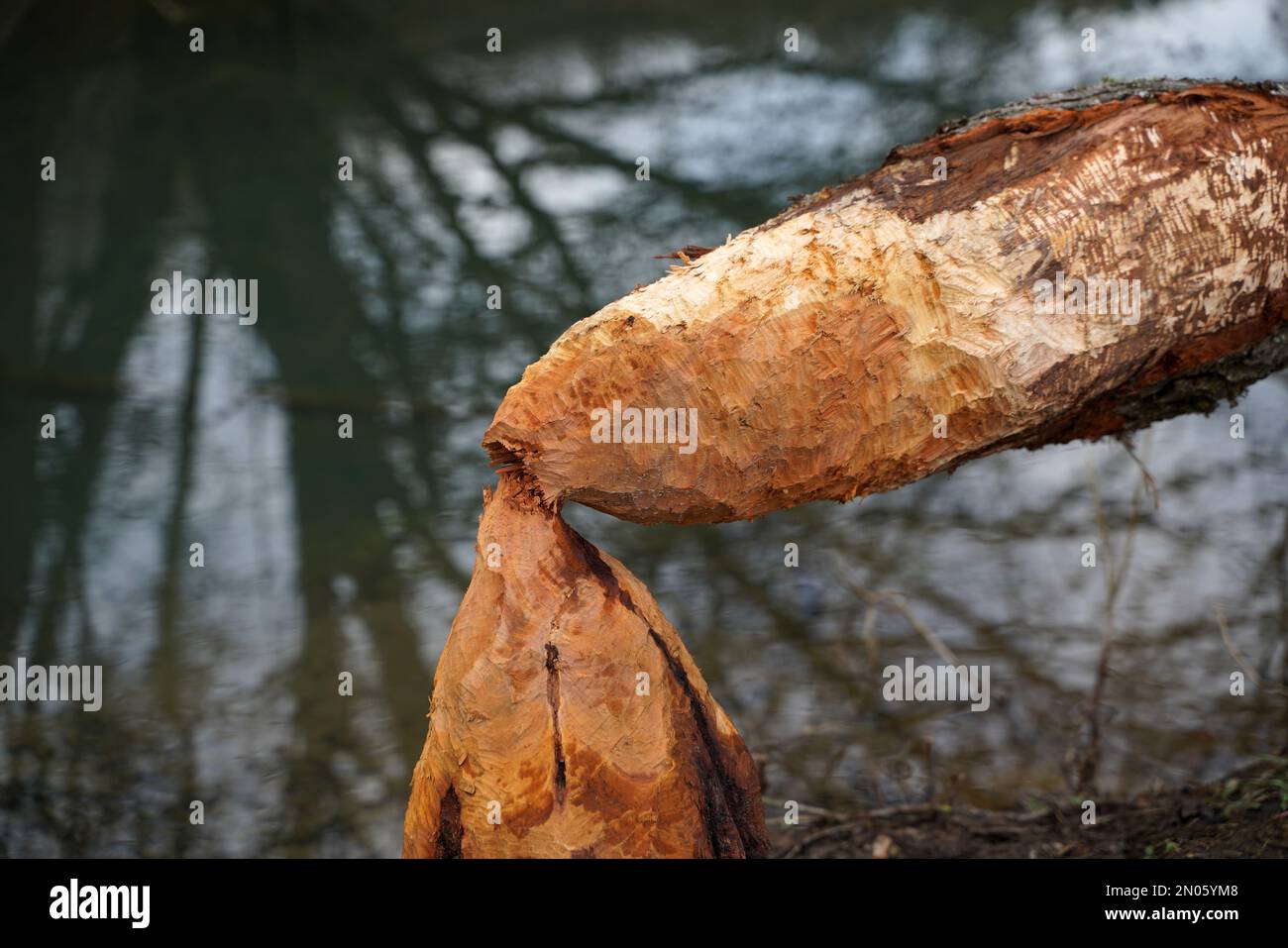 Beaver animal water rodents tree Stock Photo - Alamy