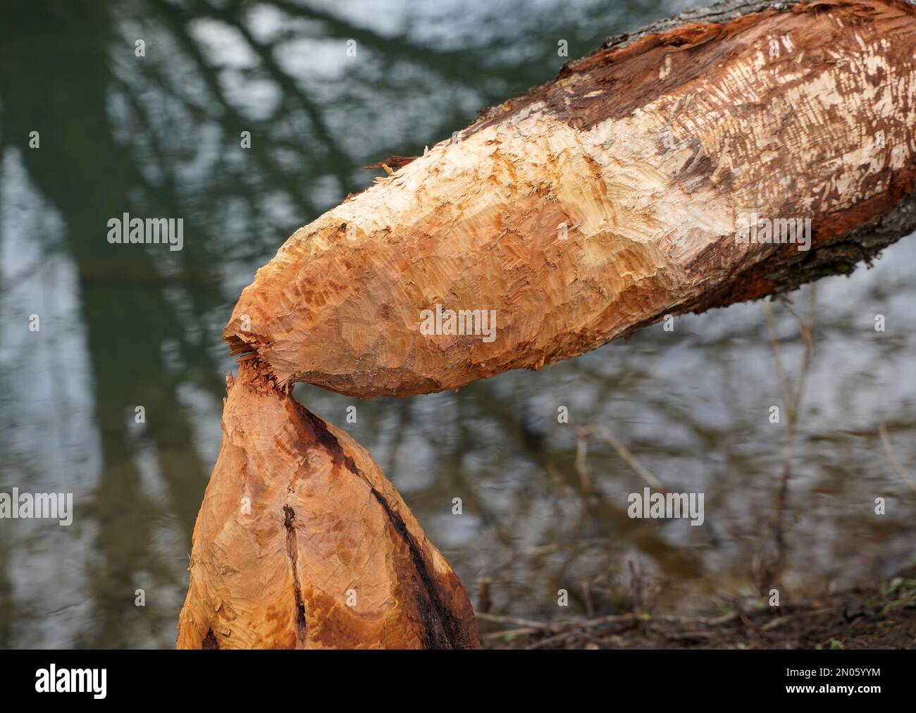 Beaver lock hi-res stock photography and images - Alamy