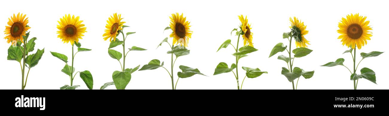 Set of bright sunflowers on white background. Banner design Stock Photo ...