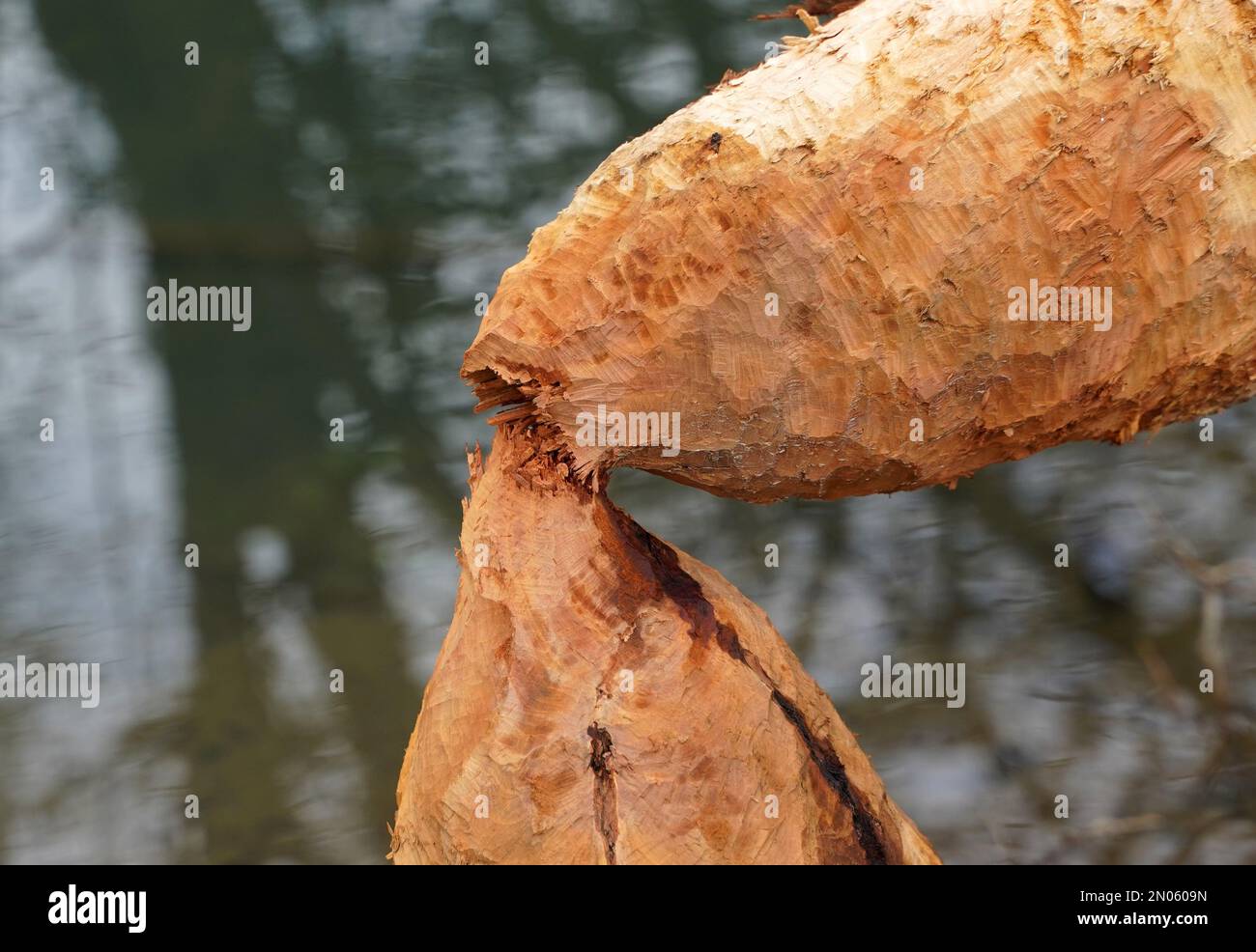 Beaver lock hi-res stock photography and images - Alamy