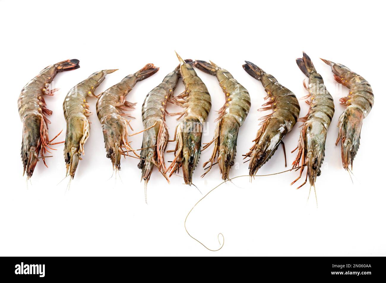 king prawn in front of white background Stock Photo - Alamy