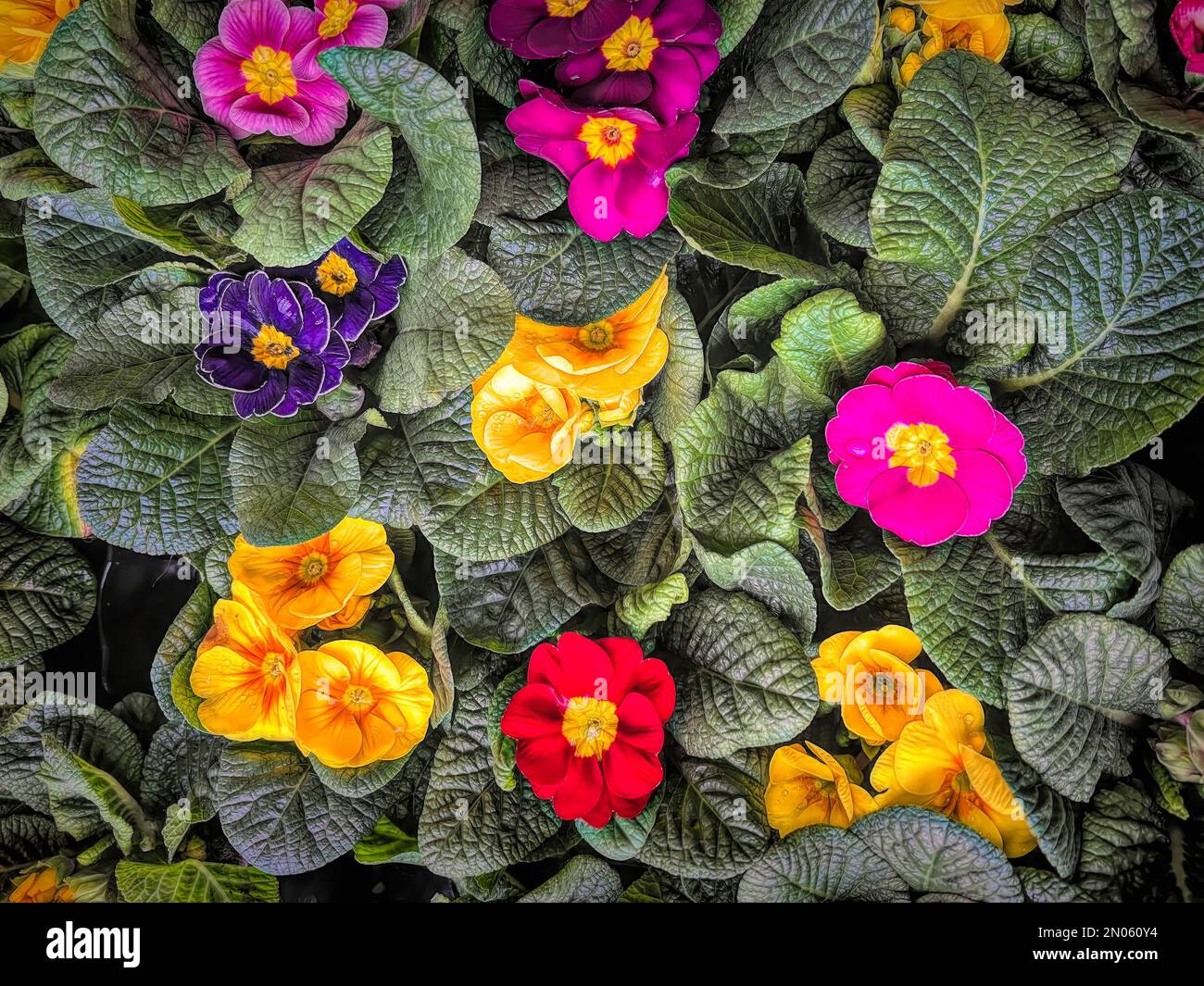 Bright closeup on a floral background with spring seasonal colorful ...