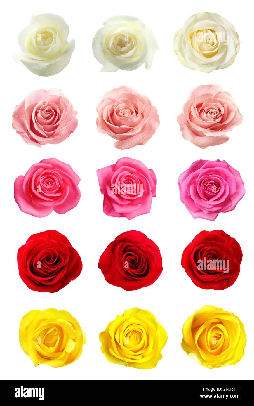 Set of different roses on white background Stock Photo - Alamy