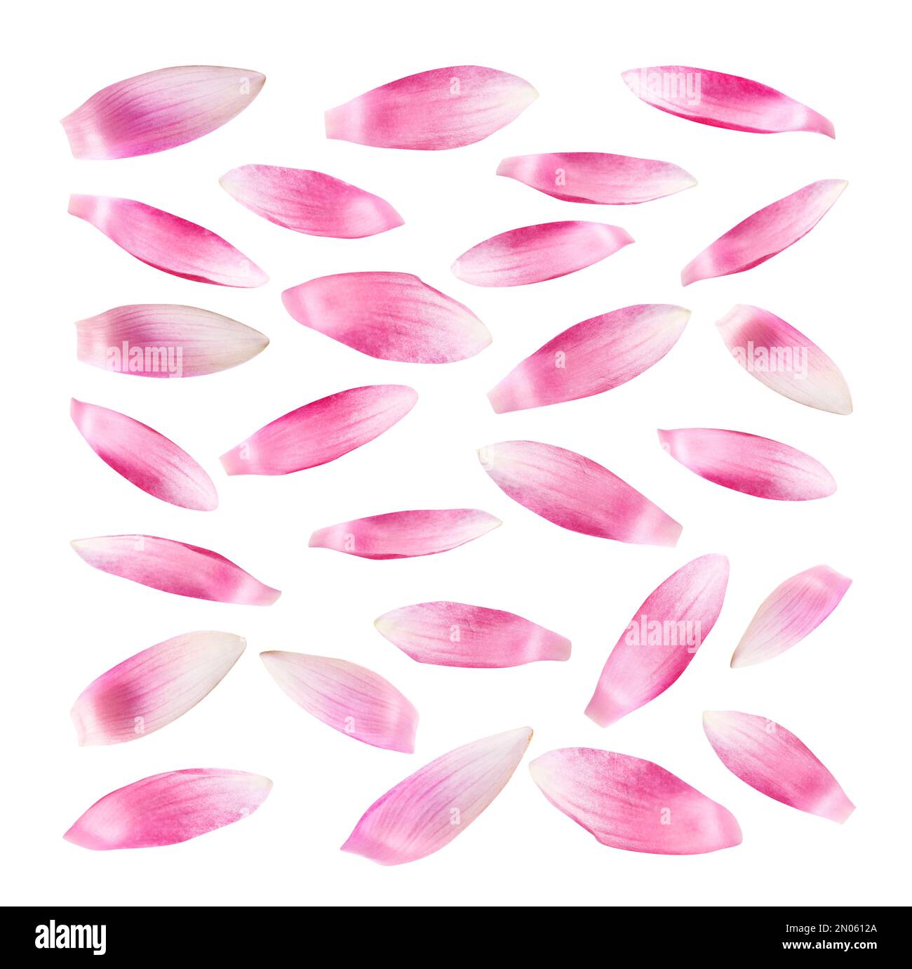 Set of beautiful pink lotus flower petals on white background Stock ...