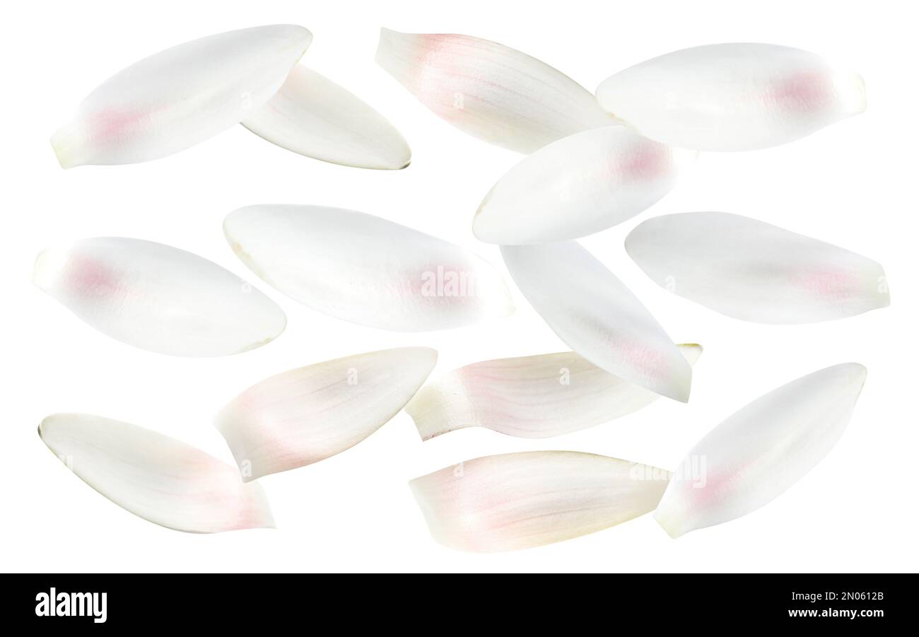 Set of beautiful lotus flower petals on white background Stock Photo ...