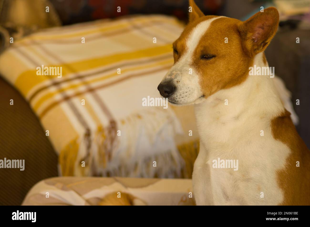 Indoor portrait of sleepy basenji dog Stock Photo - Alamy