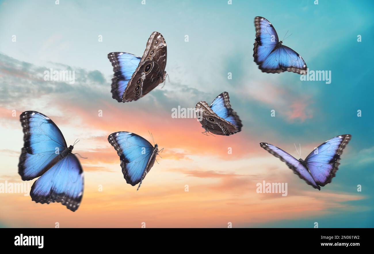 Beautiful butterflies flying in sky at sunset Stock Photo - Alamy