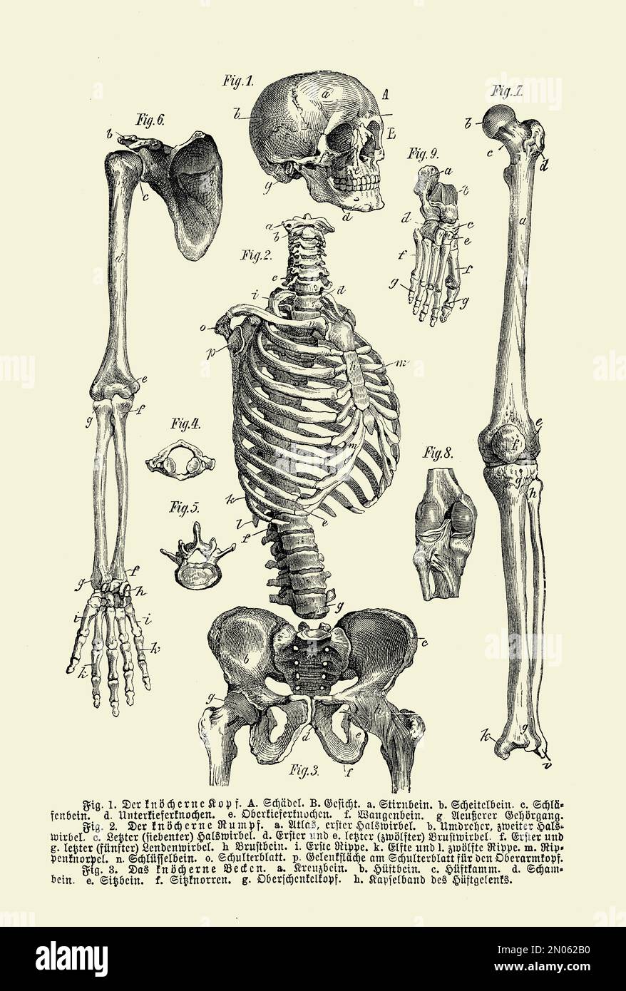 Vintage illustration of anatomy, human complete bone skeletal ...