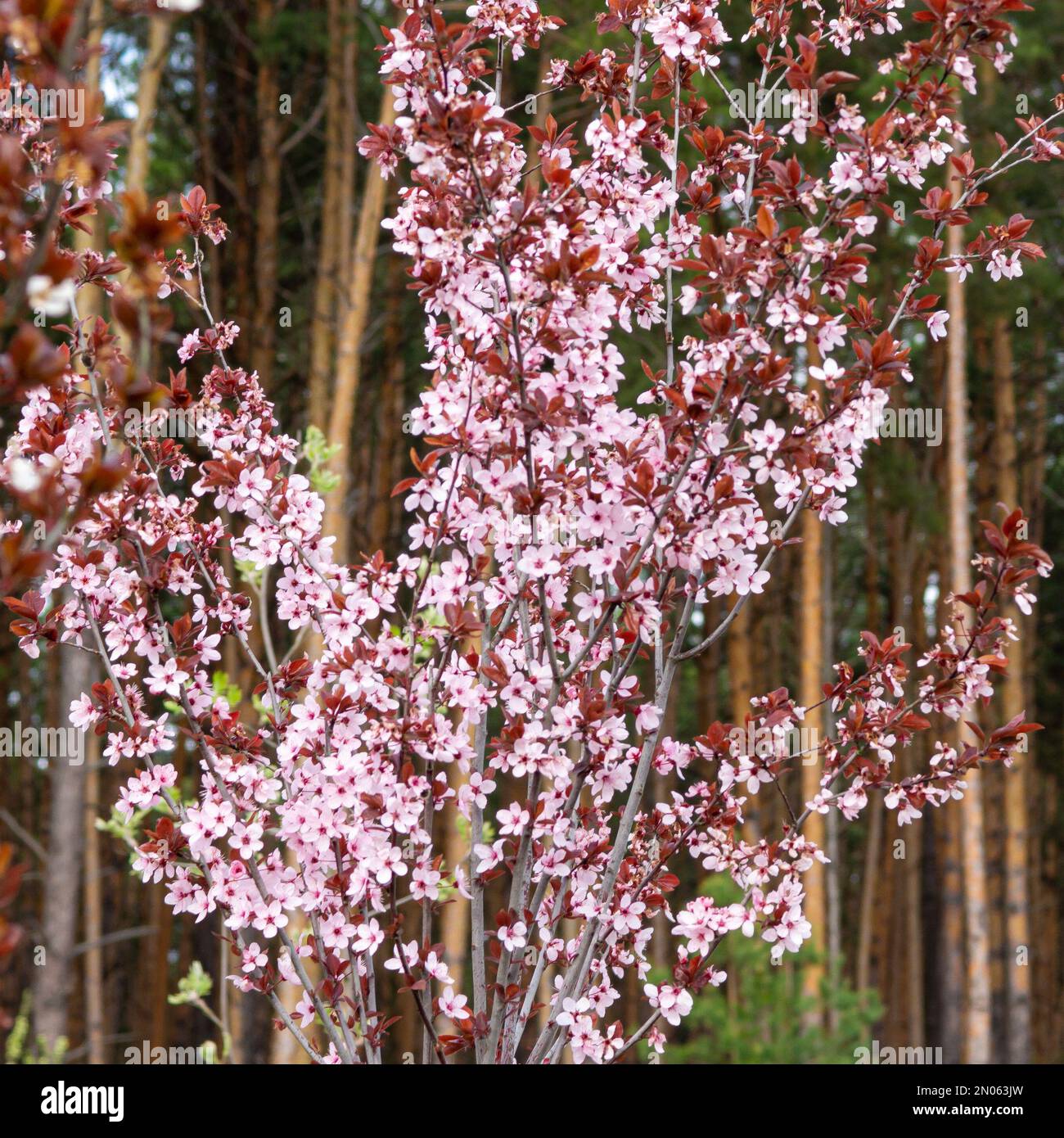 Cherry blossom center hi-res stock photography and images - Alamy
