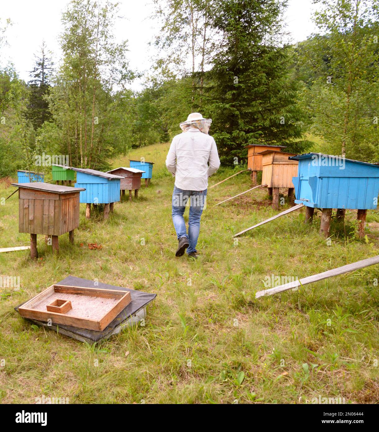 Beekeeper inspecting hives. An apiary in Carpahians Stock Photo - Alamy