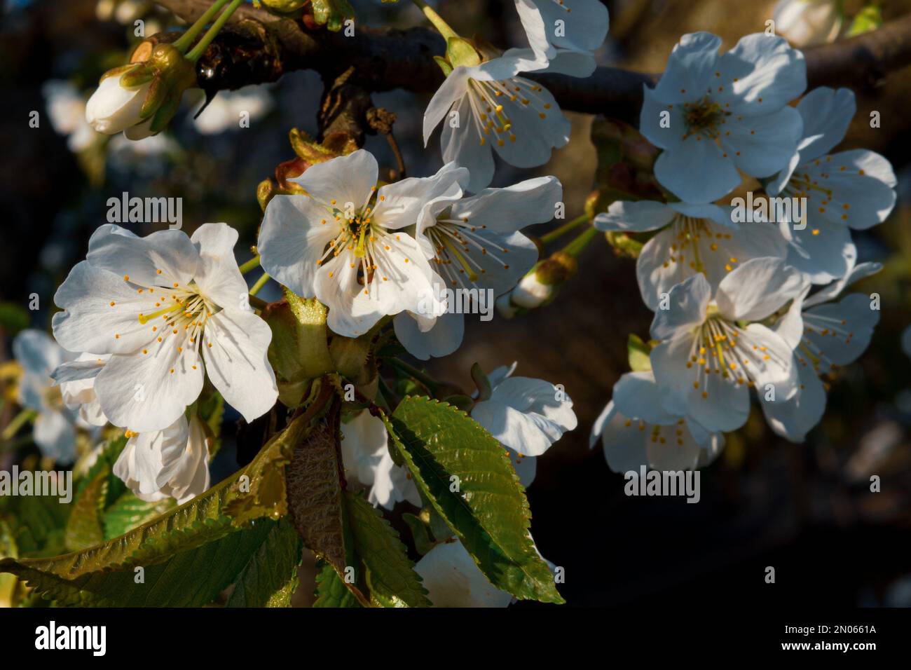 Cherry blossom center hi-res stock photography and images - Alamy