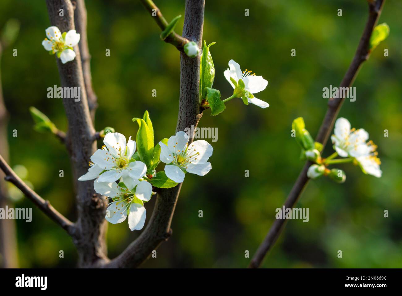 Delicate floral sprigs hi-res stock photography and images - Alamy
