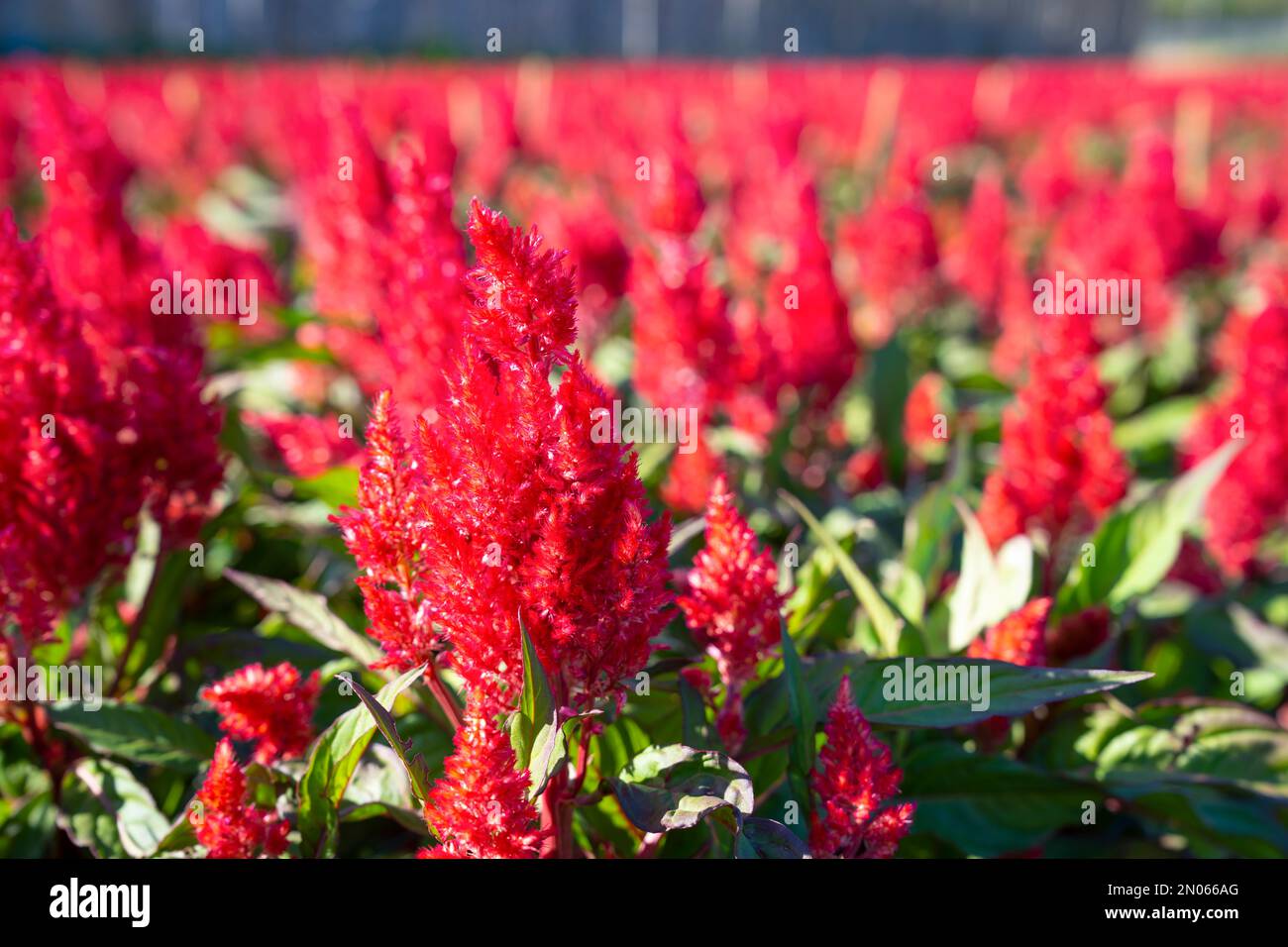 Red cockscomb hi-res stock photography and images - Alamy