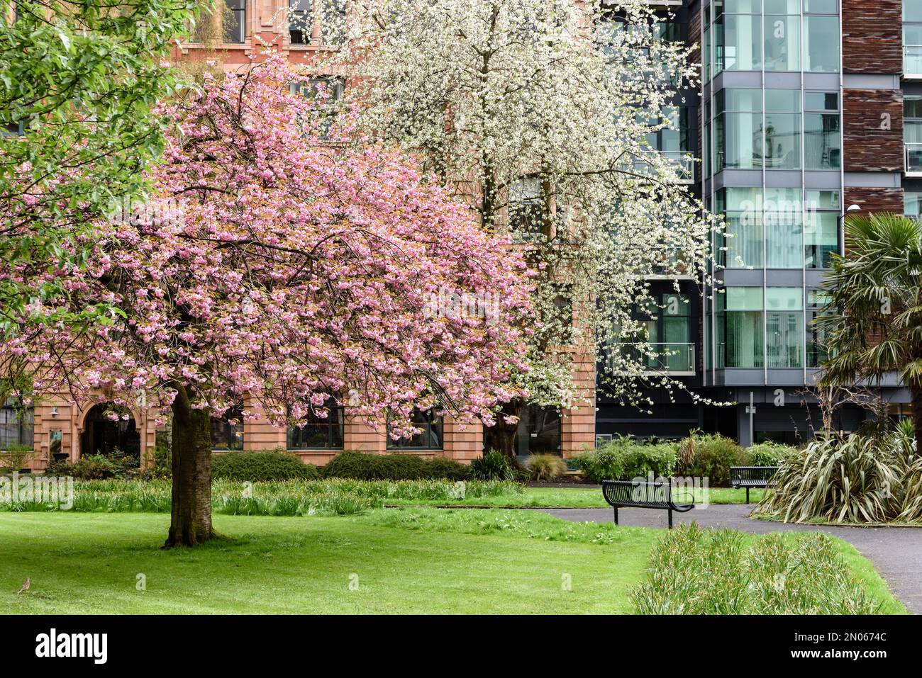 Bench trees manchester uk hi-res stock photography and images - Alamy