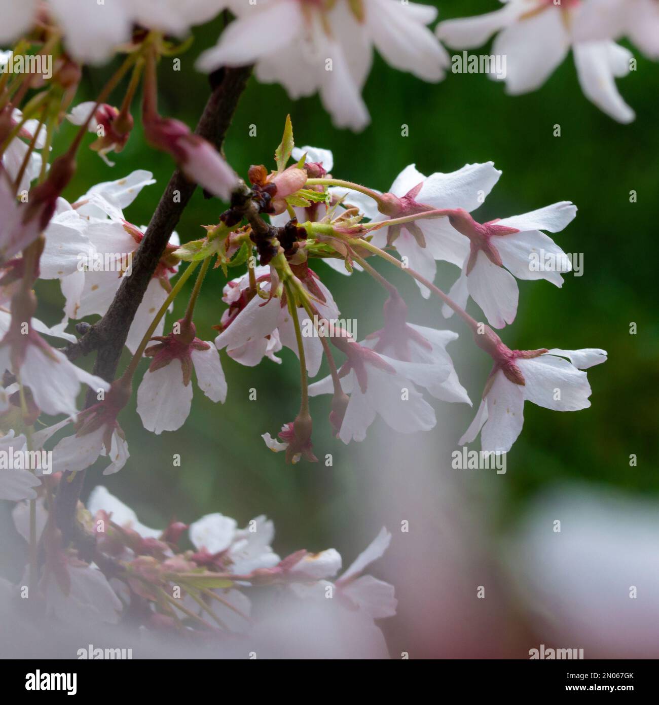 Cherry blossom center hi-res stock photography and images - Alamy