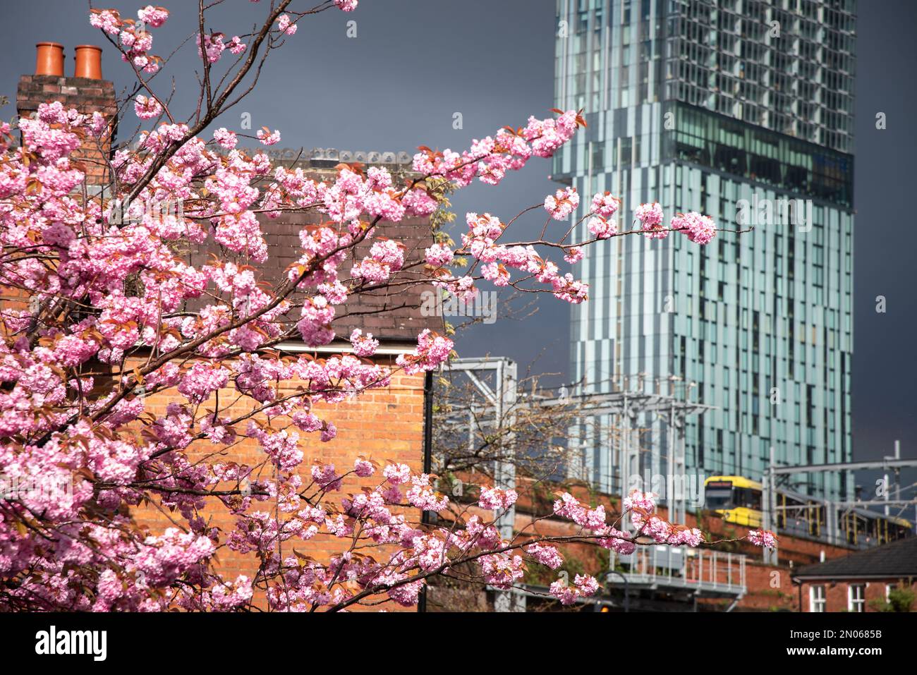 Pink flowers with Beetham tower in the background in the Manchester ...