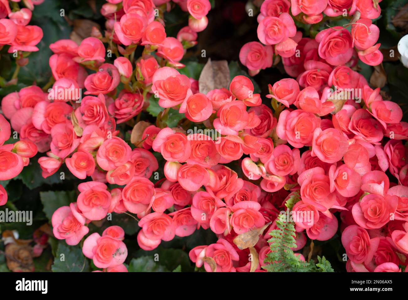 The red colored begonias (Begonia tuberhybrida) in garden Stock Photo ...