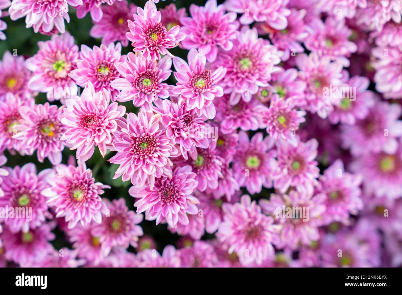 Purple textured flowers hi-res stock photography and images - Alamy