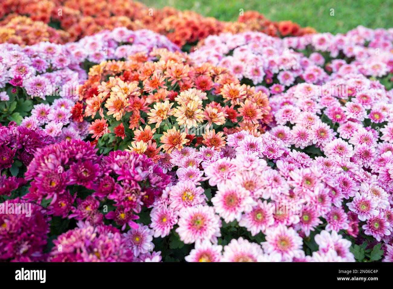 Full frame photograph of a variety of different colored chrysanthemum ...