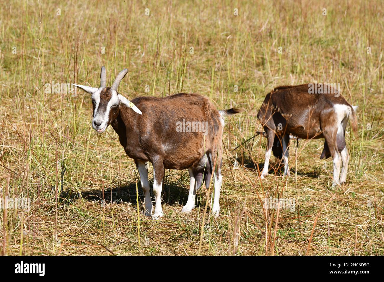 Brown goats in husbandry at animal farm hi-res stock photography and ...