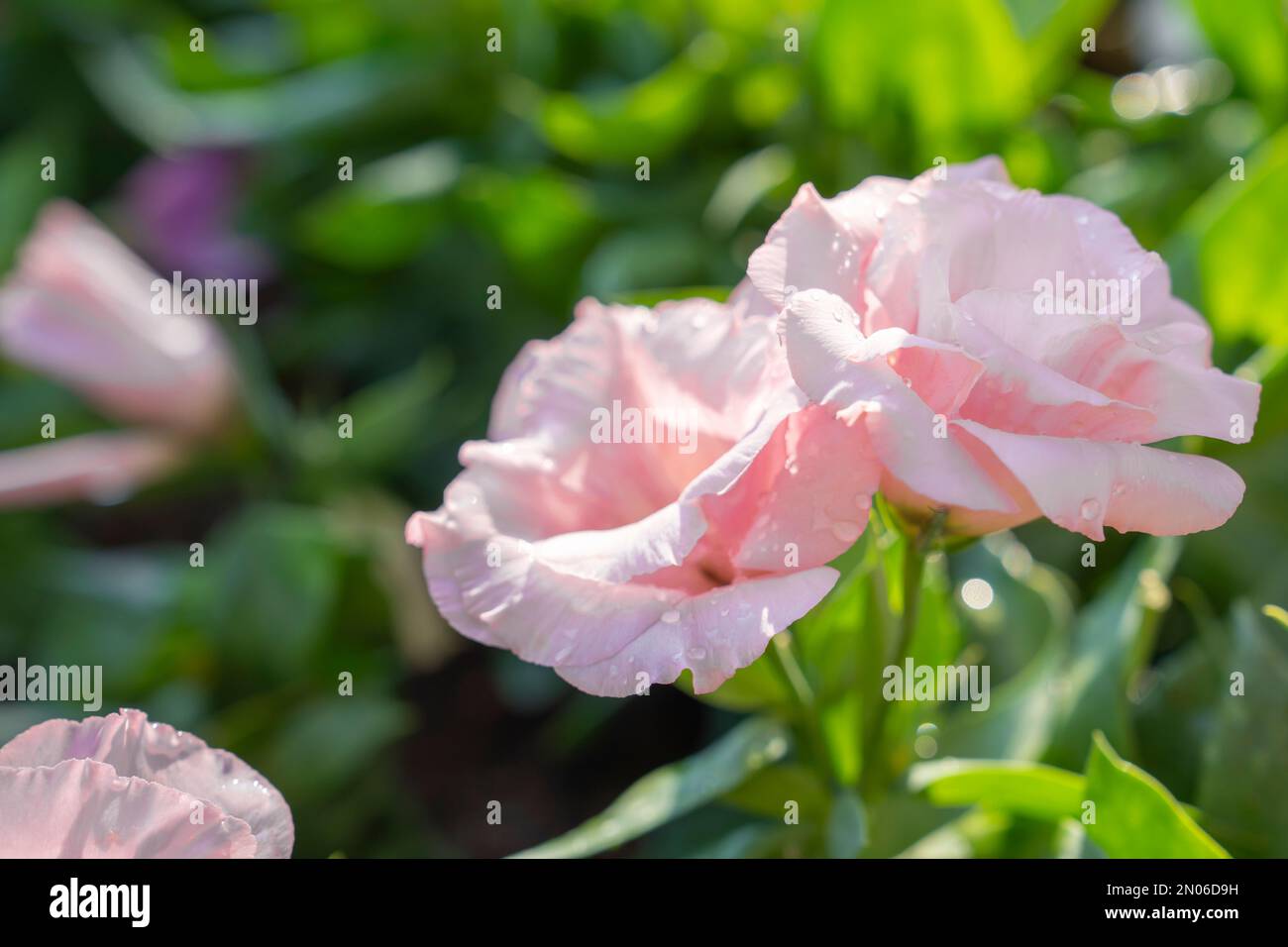 Lisianthus red hi-res stock photography and images - Alamy