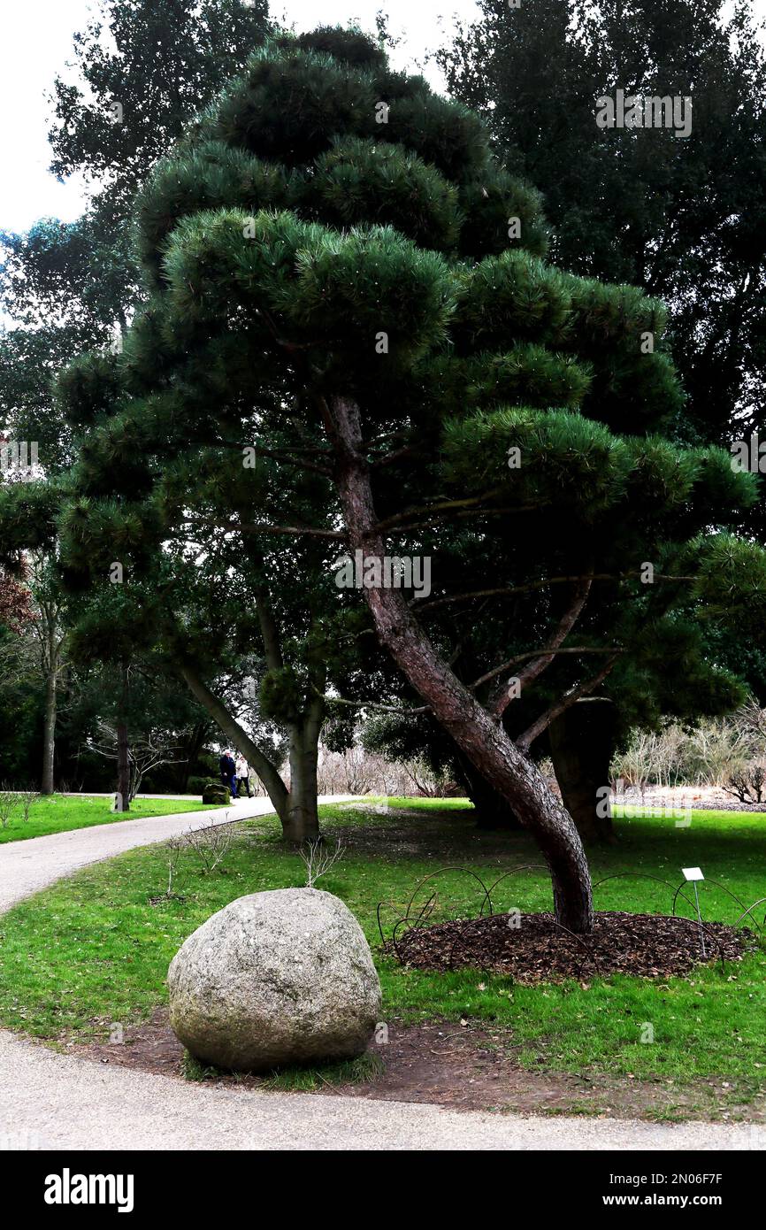 Boulder by Tree at Wisley RHS Gardens Surrey England Stock Photo - Alamy