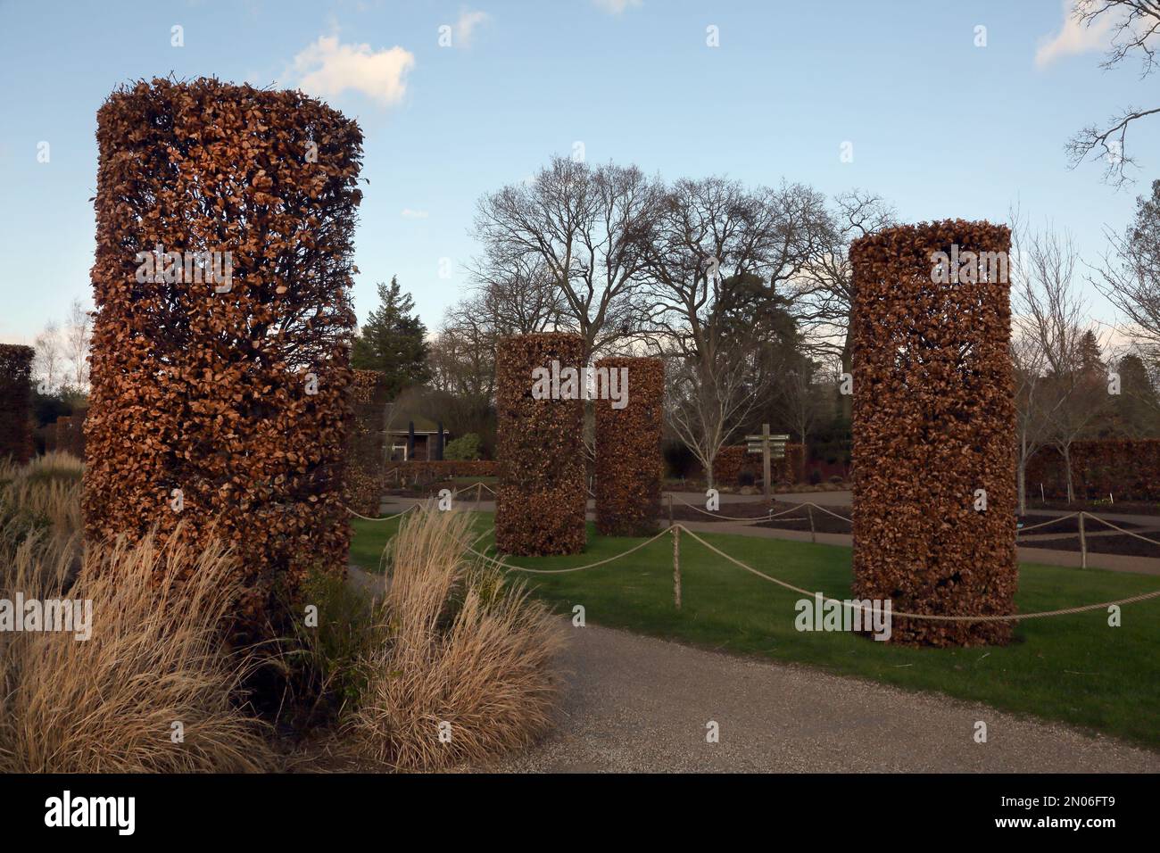 Clipped Beech Columns (Fagus Sylvatica) In Winter at Wisley RHS Gardens ...