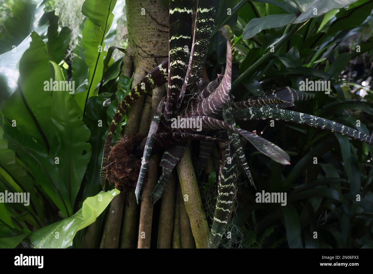 Striped Bromeliad Growing on Tree at Wisley Surrey England Stock Photo ...