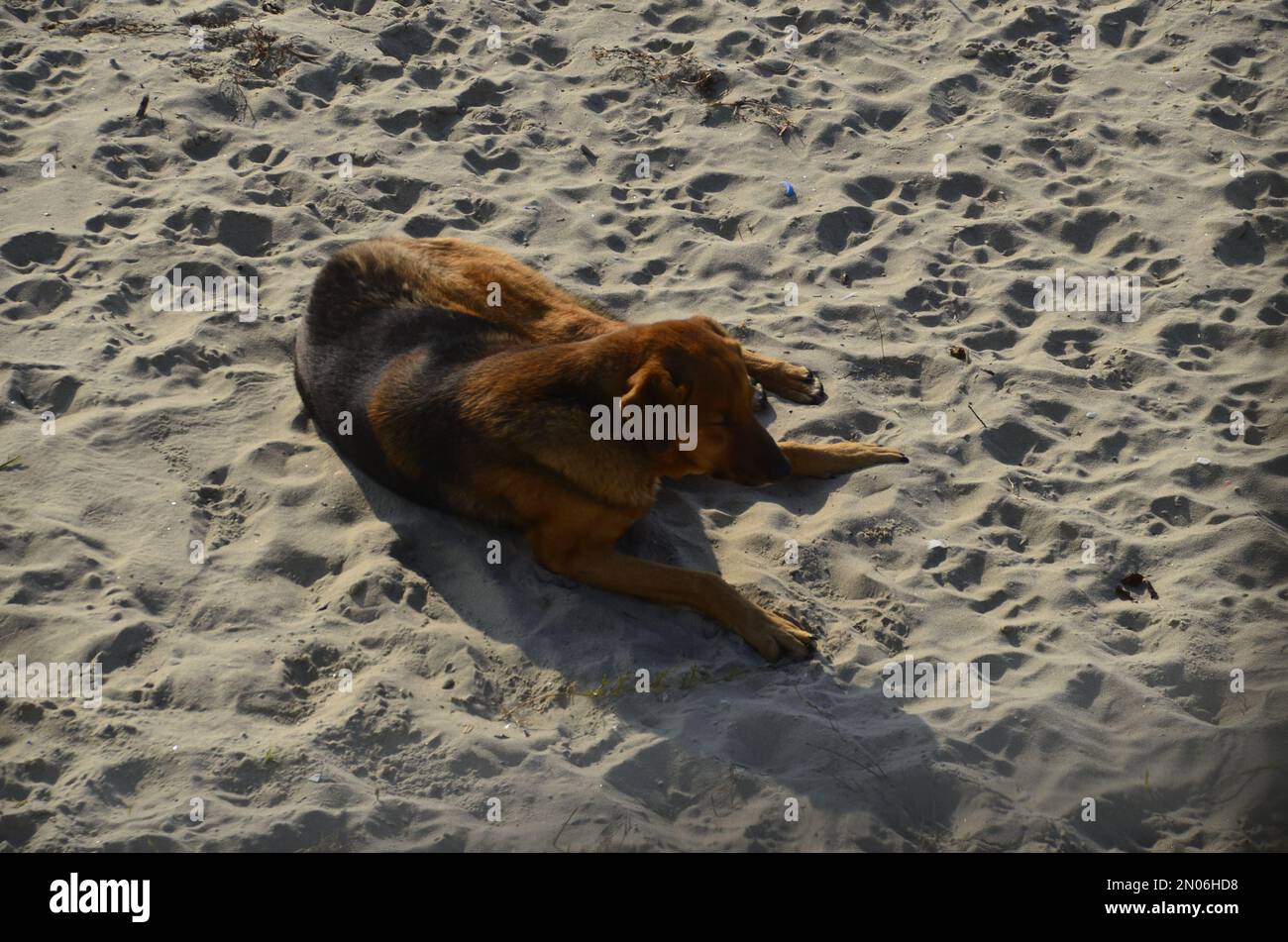 Cute Stray Dog Resting On The Beach. Istanbul Turkey Stock Photo - Alamy