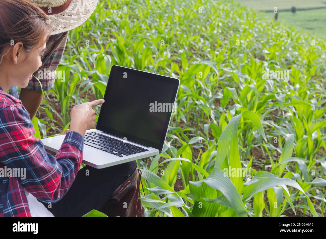 Agronomist examining plant in corn field, Couple farmer and researcher ...