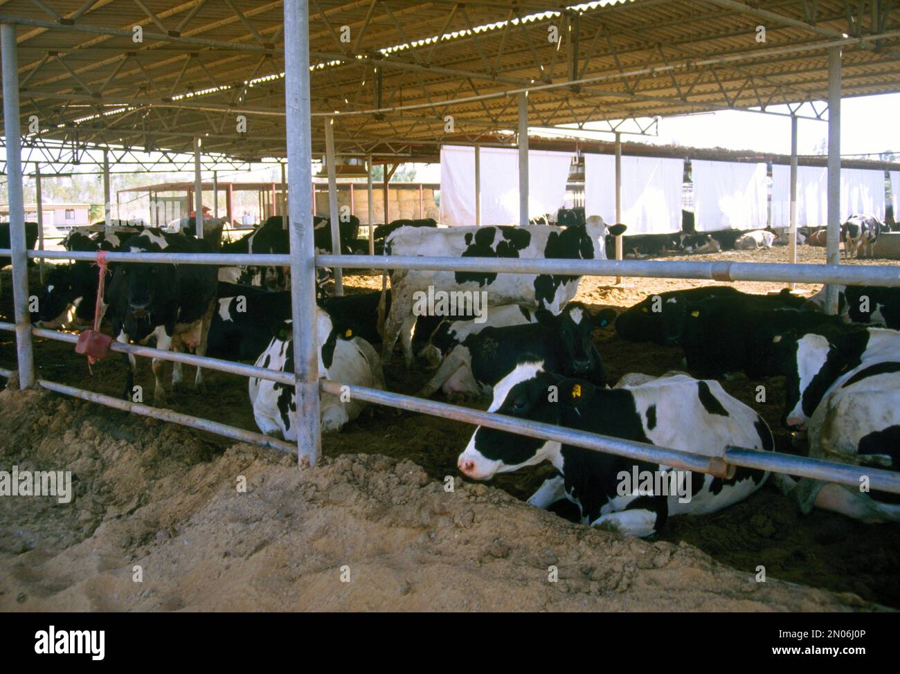 Al ain dairy farm hi-res stock photography and images - Alamy
