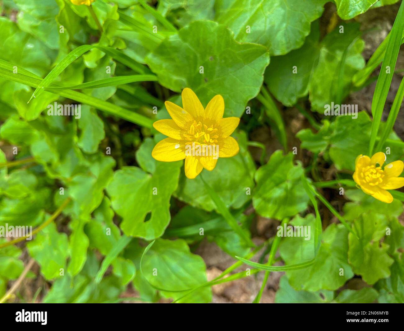 A beautiful field of yellow flowers ripples in the wind. Bright yellow ...