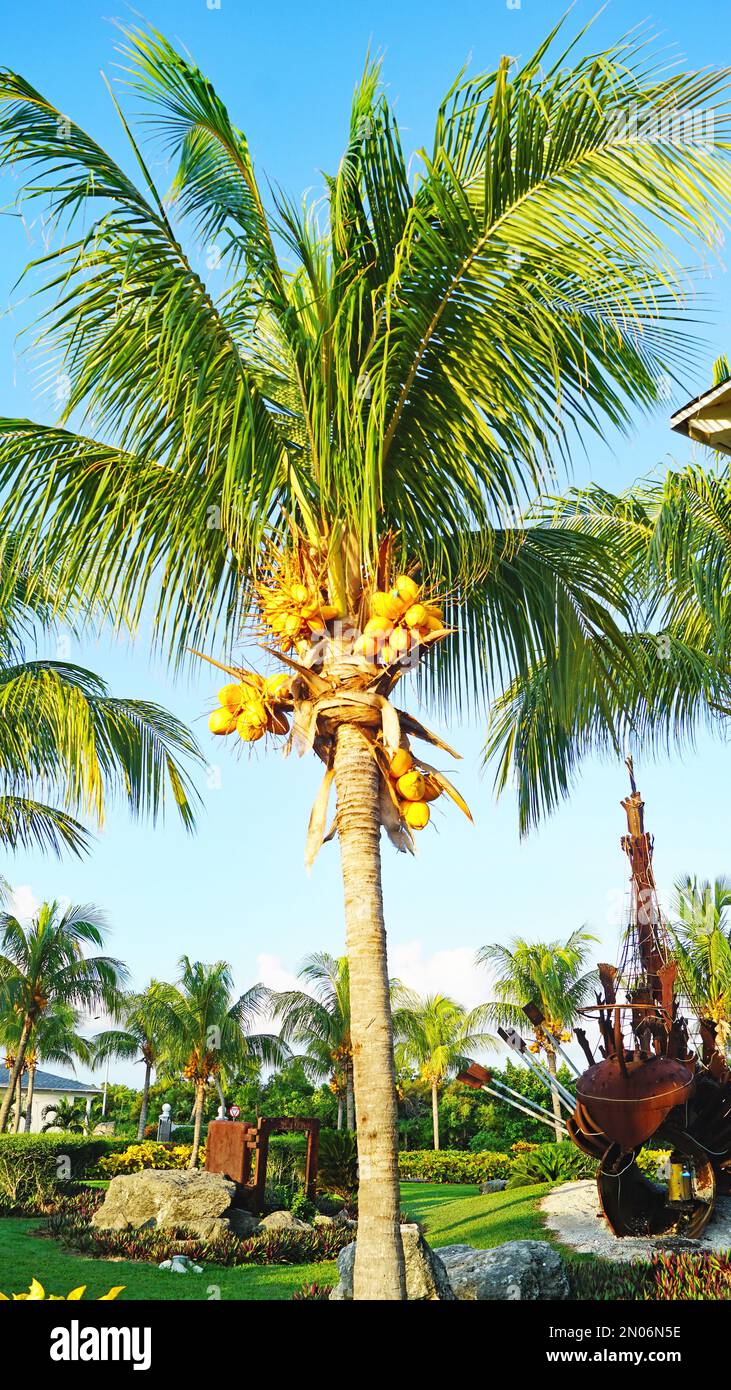Coconut palm tree with green lizard in some gardens of Havana in the ...