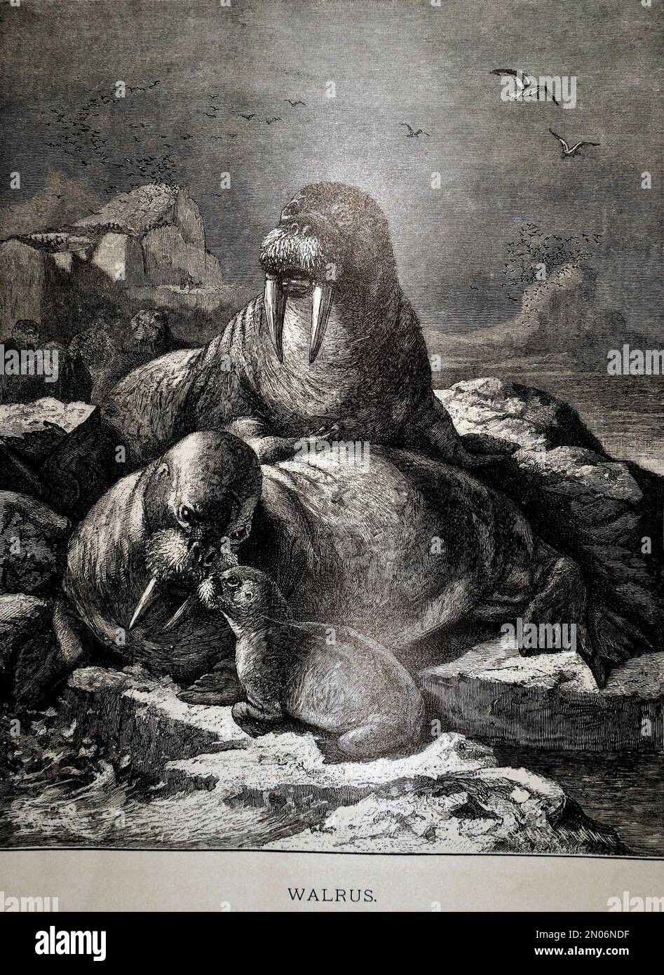 Bjarmians hi-res stock photography and images - Alamy